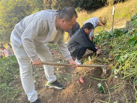 班溪小学挖番薯庆丰收