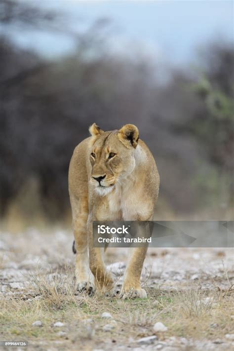 Namutoni 캠프 Etosha 국립 공원 근처 배회에 임신 암 사자 0명에 대한 스톡 사진 및 기타 이미지 0명 가축떼