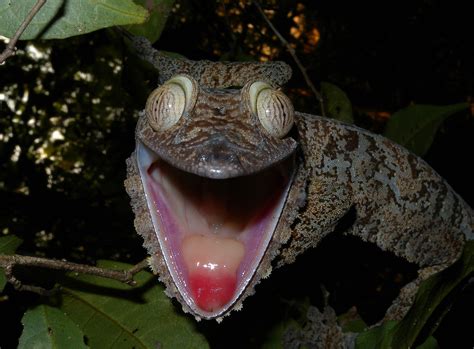 Giant Leaf Tailed Gecko Nosy Mangabe Madagascar The Gian Flickr