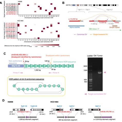 Ov Ervie W Of Somatic Svs Identified By Nanomonsv And Their Performance Download Scientific