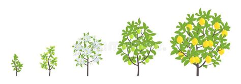 Lemon Tree Growth Stages Ripening Period Progression Fruit Tree Life