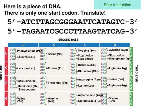 Why Is This Useful For The Prokaryote Why Cant Eukaryotes Do This
