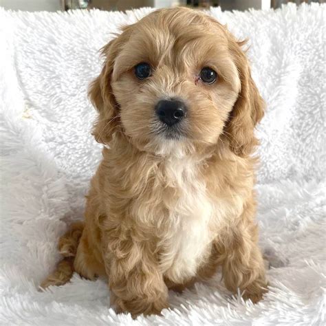 Cockapoo Puppy For Sale Heavenly Puppies