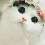 Python多分支结构if elif else语句 和 嵌套的if结构 朝闻道知识分享大赛 CSDN社区