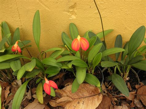 Masdevallia Ignea Orchidaceae