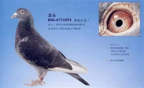 一对超级梦幻组合！后代赢得奖金超过数千万台币！赛鸽