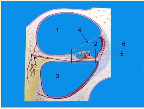 Cochlea Diagram Quizlet