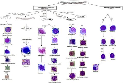 1 Hematopoese Comp Hematologia