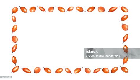 바다 갈매 나무속의 수채화 직사각형 프레임입니다 하얀 배경에 분리된 오렌지 열매의 손으로 그린 그림 다른 카드 인사말 초대장 크리스마스 스타일 가을에 대한 스톡 벡터 아트