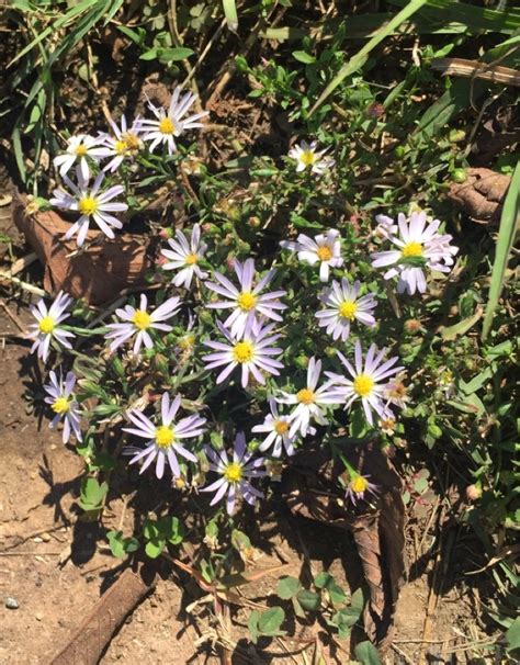 Symphyotrichum Subulatum Var Ligulatum Picturethis