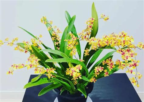 Oncidium Orchid Care Guide Houseplant Alley