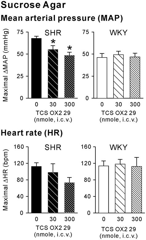 Effects Of The Orexin 2 Receptor Ox2r Antagonist Tcs Ox2 29 On
