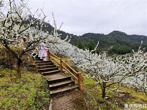 2021年渝北印盒李花节的第一天【2021赏花记】 游山玩水 重庆购物狂