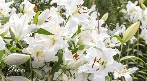 Lilies Meaning And Symbolism