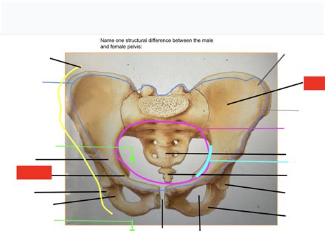 Anatomy Practical Detailed Study Of The Pelvis Flashcards Quizlet