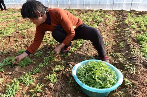 野菜进大棚种出新商机1斤山菜能抵2斤肉