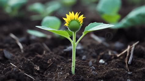 Sunflower Sprouting In The Soil Background Picture Of A Sunflower