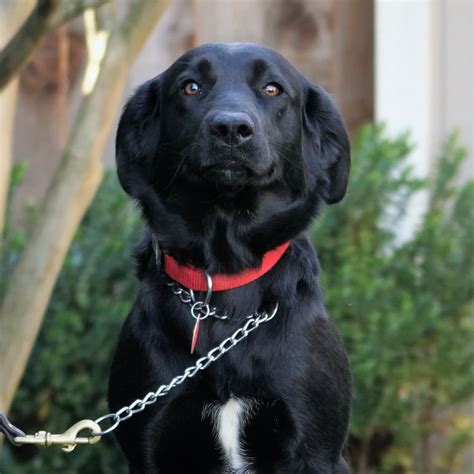 Tink Labs Love Rescue