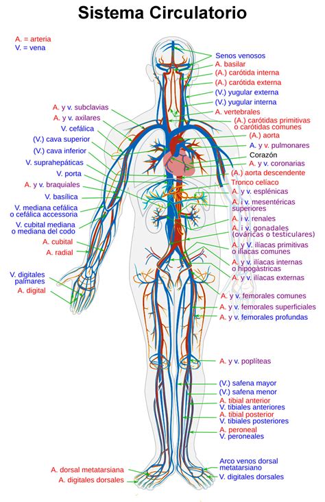Tareas Escolares El Sistema Circulatorio Y Su Estructura Resumen Corto