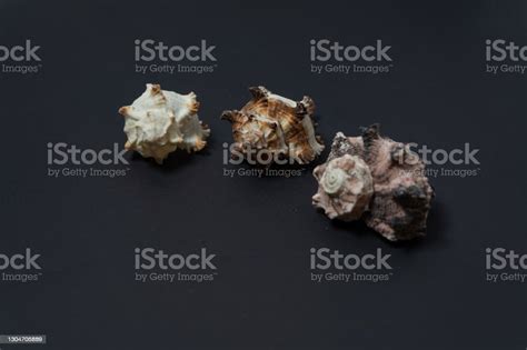 검은 색 배경에 속 무렉스의 바다 달팽이의 세 껍질의 그룹 0명에 대한 스톡 사진 및 기타 이미지 0명 1 가까운