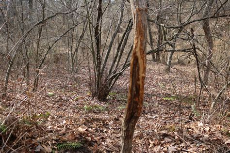 Deer Scouting PA Public Land Video Part 2 Truth From The Stand