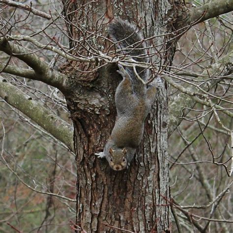 Squirrel Nest In Pine Tree Tree Clipart Free