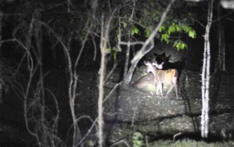 Night Patroling In Jungle Thekkady India Top Attractions Things