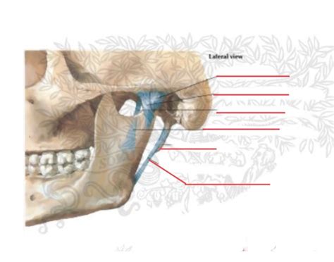 Lateral View Tmj Quiz