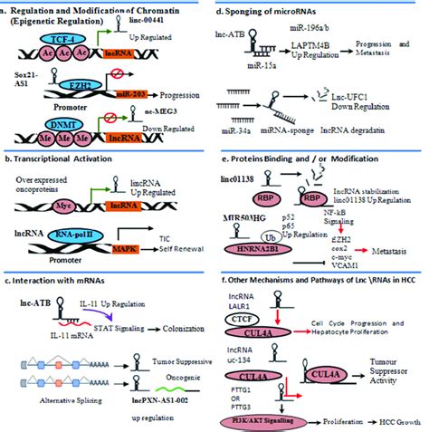 The Roles Of Lncrnas In Hcc A Regulation And Modification Of
