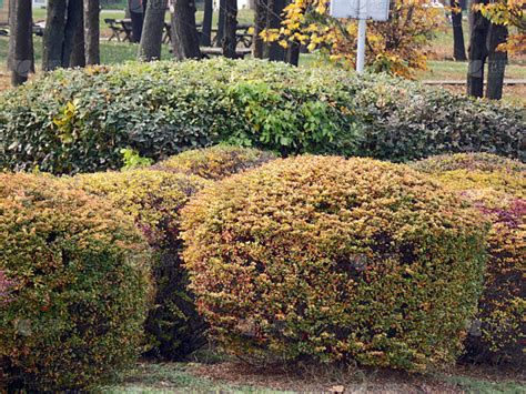 秋天城市公园里五颜六色的修剪植物