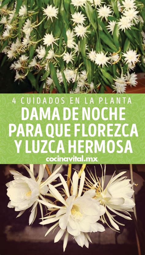 4 Cuidados En La Planta Dama De Noche Para Que Florezca Y Luzca Hermosa