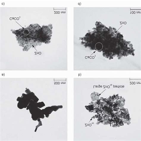 Optical Density Of Bacteria Suspension E Coli Gram Negative By