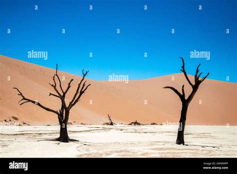 A Scenic View Of Fossilized Trees Amongst Sand Dunes At Deadvlei