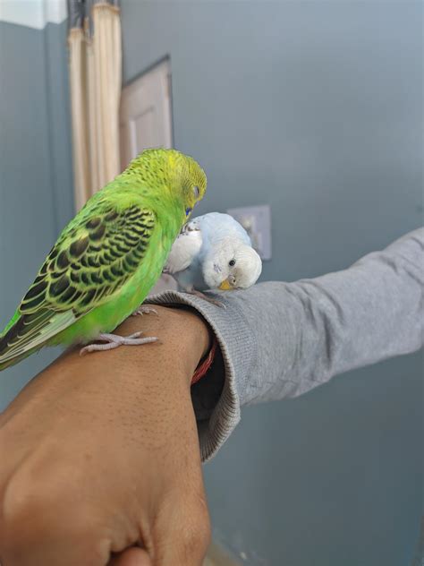 How You Doing Rbudgies