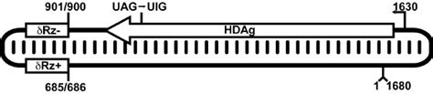 The Hepatitis Delta Virus Rna Genome The Hdv Genome Is Depicted As A