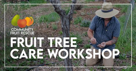 Summertime Fruit Tree Care Workshop Community Fruit Rescue