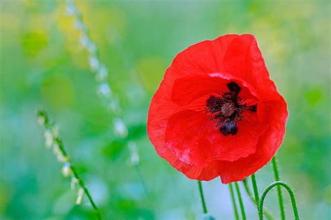 꽃 양귀비 꽃잎 Pixabay의 무료 사진