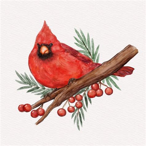 Illustration D Oiseau Cardinal Aquarelle Vecteur Gratuite