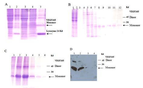 Expression Purification And Functionality Of Bioactive Recombinant