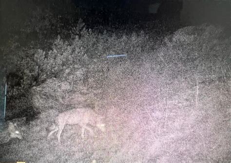 In Val Colla Sono Nati Tre Cuccioli Di Lupo