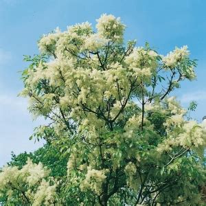 Fraxinus Ornus Descrizione E Caratteristiche