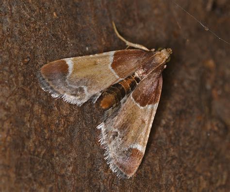 Pyralis Farinalis Pyralidae Butterflies Of Crete