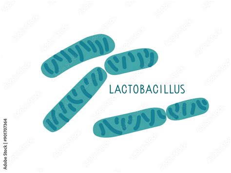 Probiotics Lactic Acid Bacterium Lactobacillus Vector Illustration