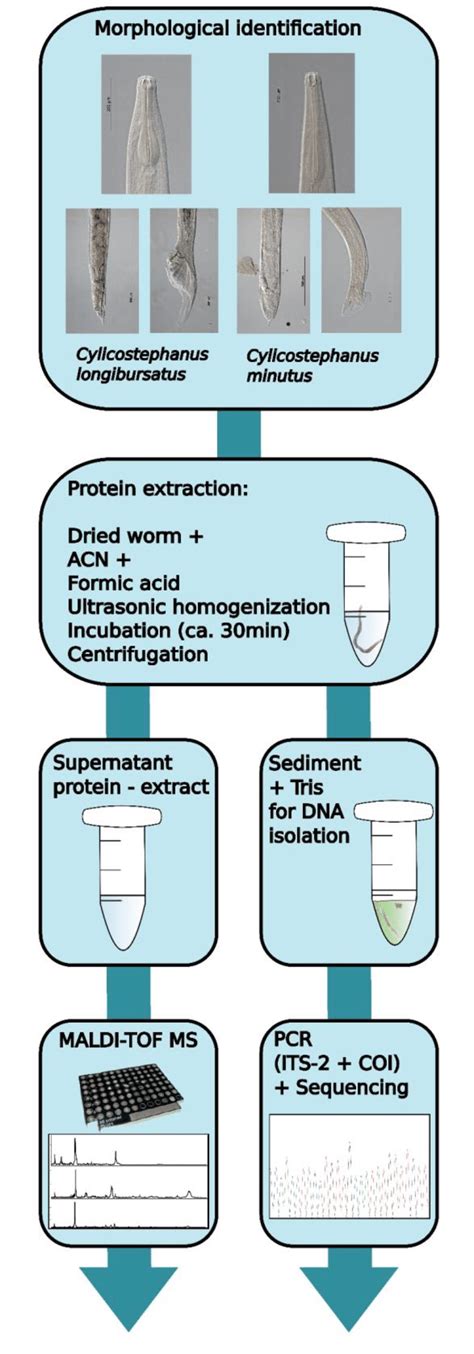 Schematic Workflow Of Sample Preparation Procedure And Experiments Download Scientific Diagram
