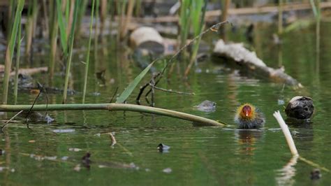 Cute Bottomless Girls Dancing On Short Dresses Videos Download The Best Free 4k Stock Video