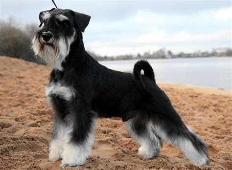 Schnauzer Miniatura Perros