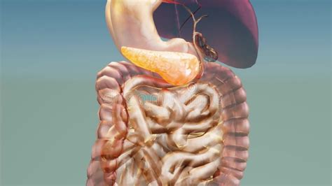 Human Pancreas Liver Gallbladder And Stomach Anatomy System 3d