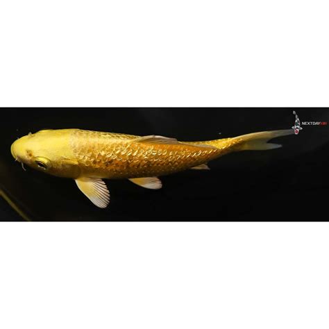Imported Gin Rin Yamabuki Ogon Koi Fish For Sale