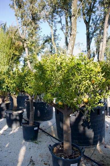 Citrus Manderino - VIVAI CANTATORE | Vivaio in Ruvo di Puglia