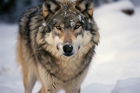 狼犬在雪地中高清图片下载 正版图片600798469 摄图网